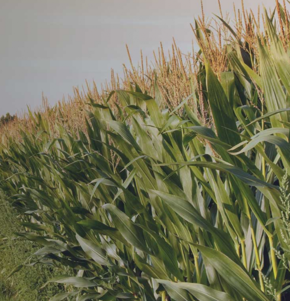 69.8 Acre Pattern Tiled Farm in Benton County, Indiana | #J-144 - Farm ...